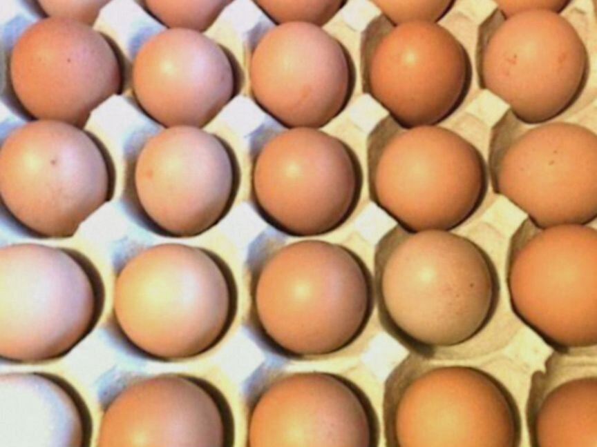 Инкубационные яйца круглый год