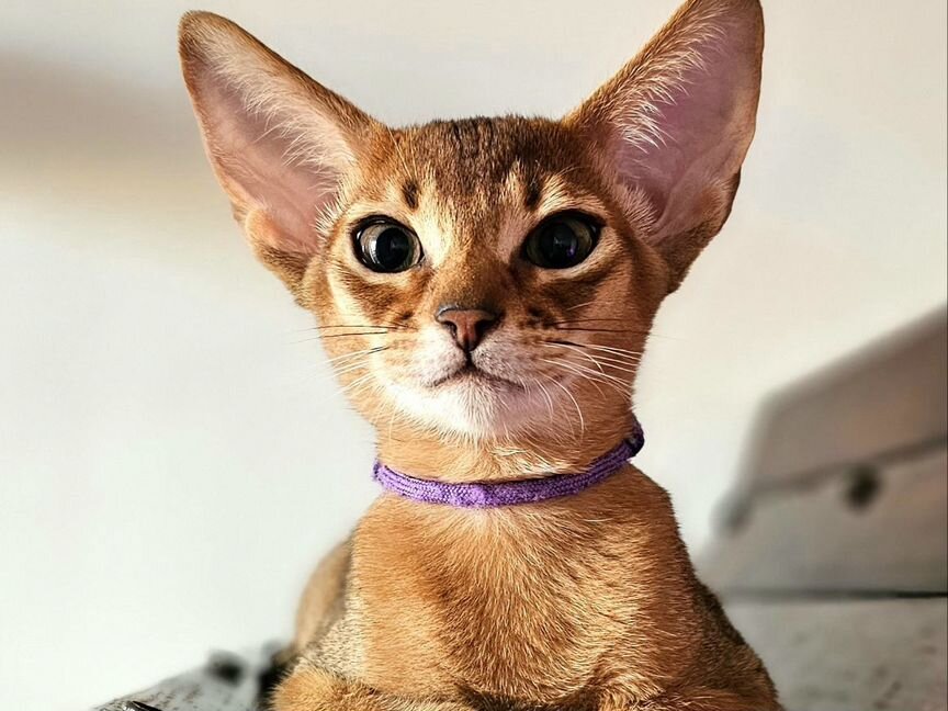 Абиссинская кошка для ценителей породы
