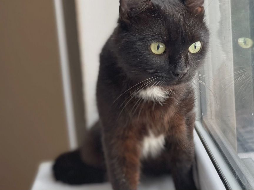 Котик Бурбон в добрые руки