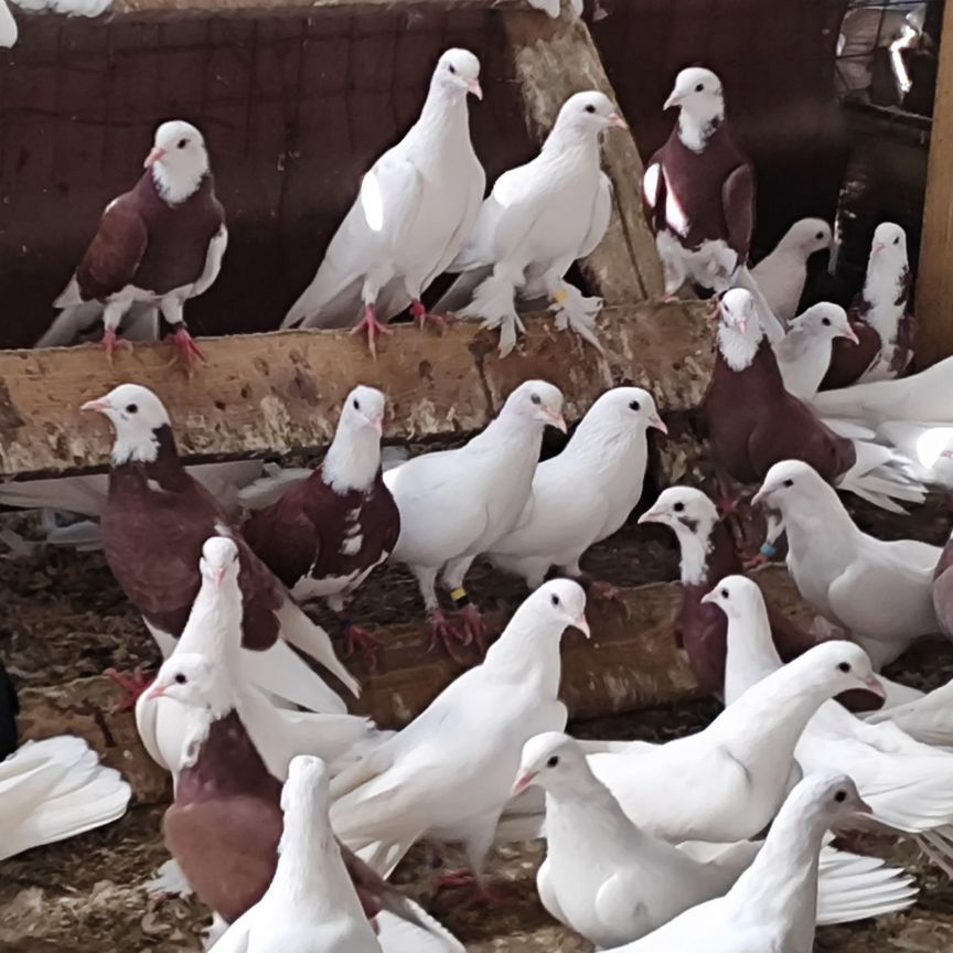 Бакинские Голуби на продажу