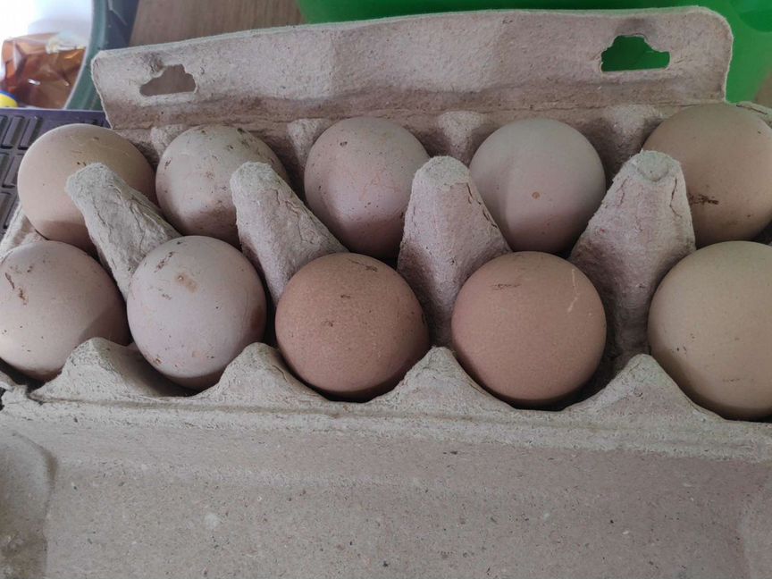 Яйцо Кучинской юбилейной