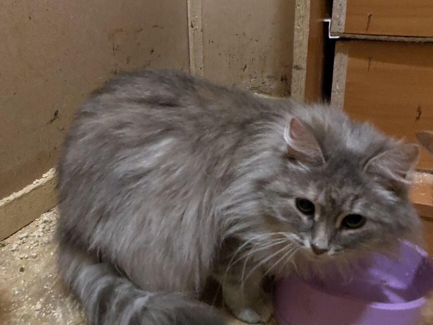 Сибирская кошка метис
