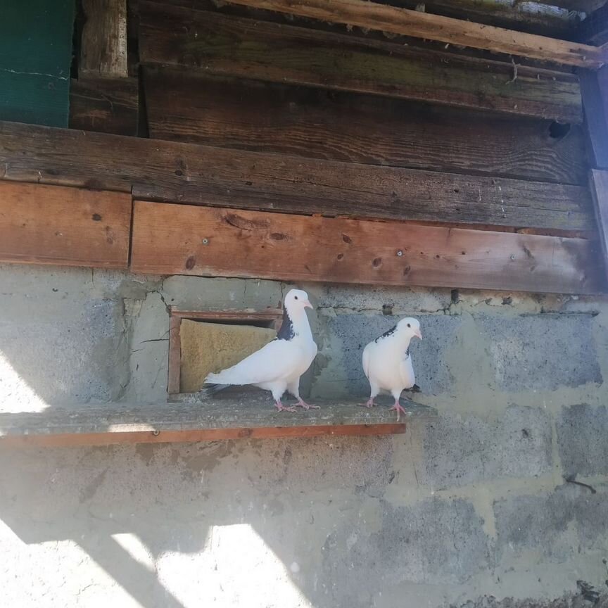 Продажа голубей