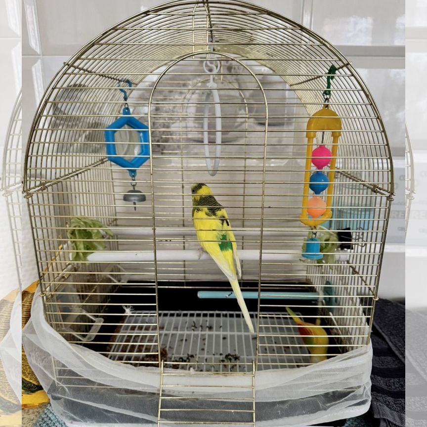 Волнистый попугай с клеткой москва
