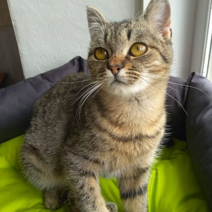 Котенок ищет семью