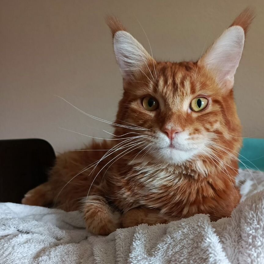 Мейн-кун, взрослый кот