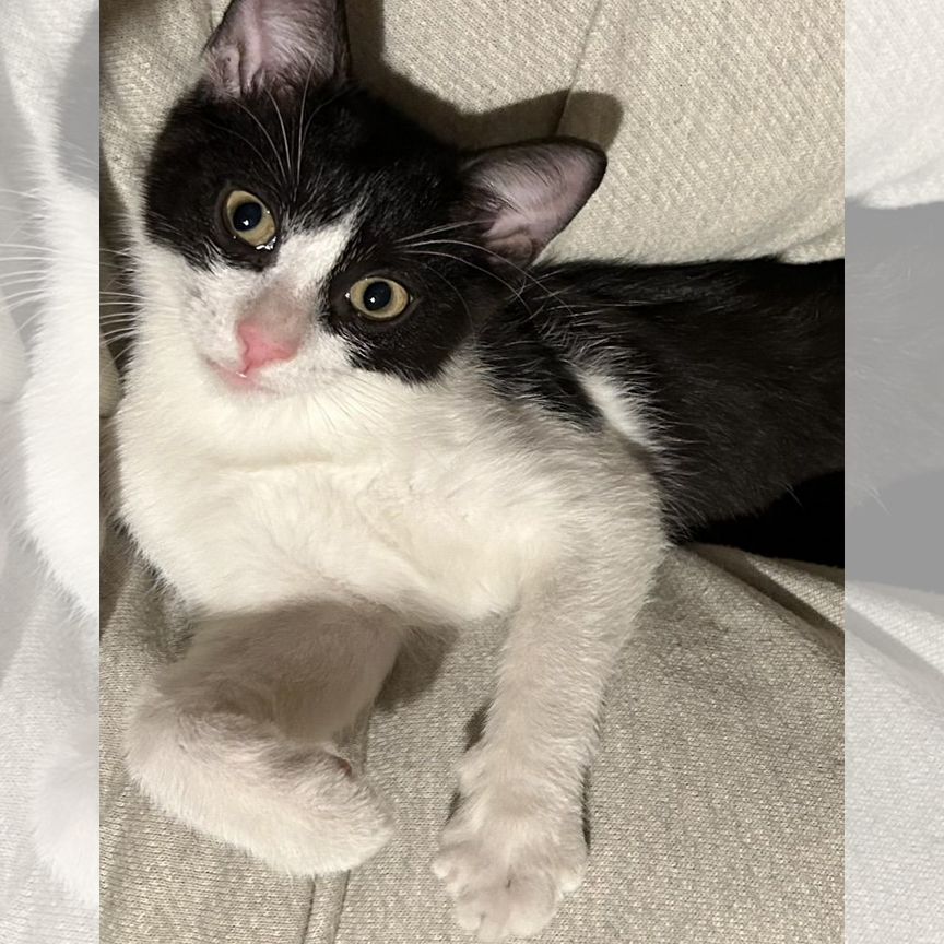 Котёнок в добрые руки