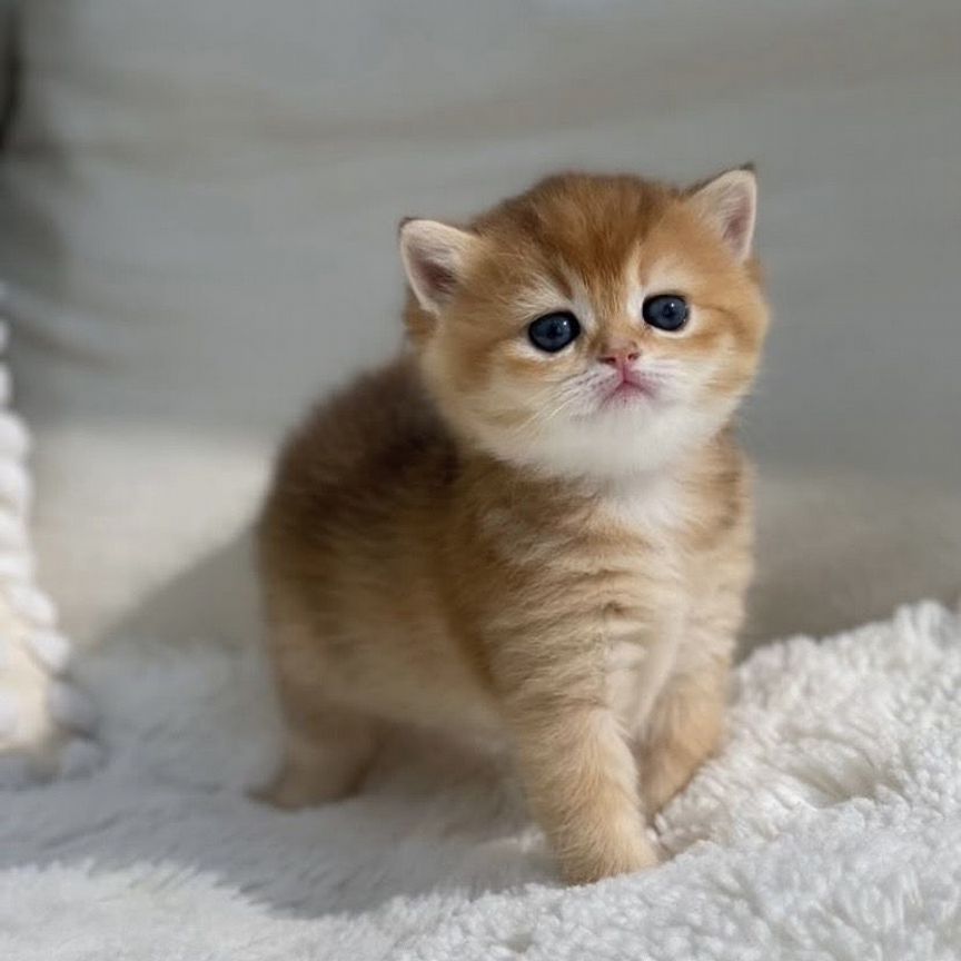 Британский короткошёрстный котёнок