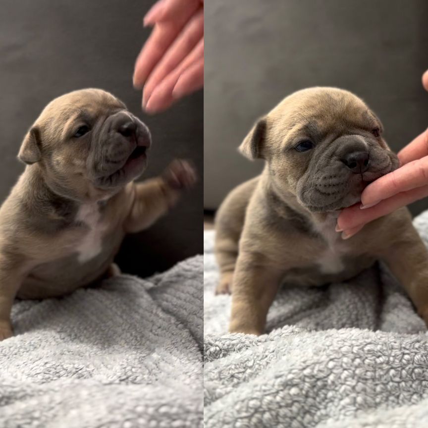 Американский булли, щенок