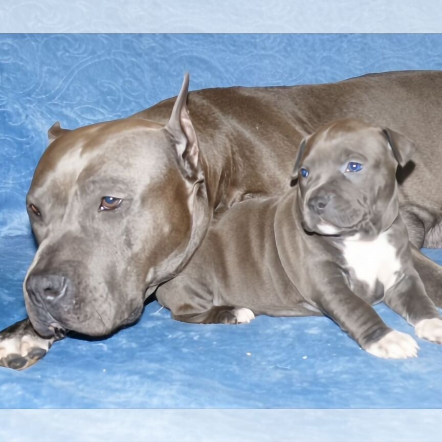 Американский стаффордширский терьер, щенок