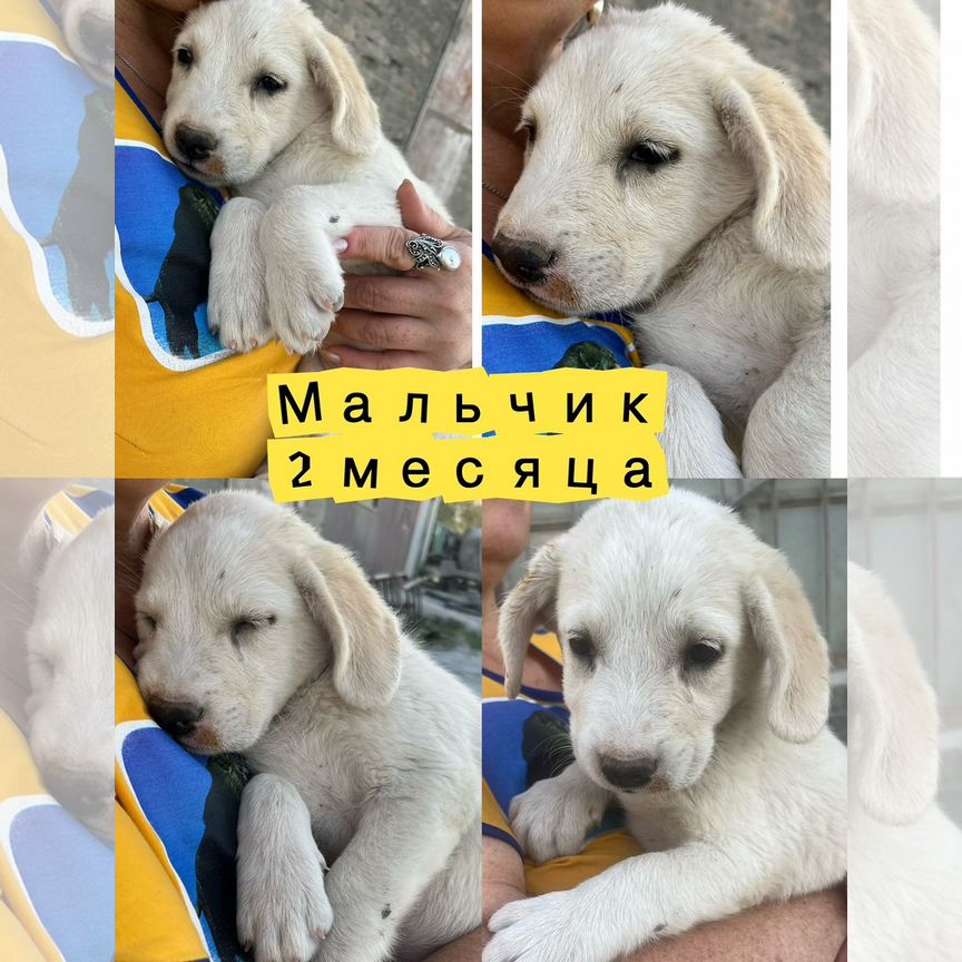 Белый щенок мальчик