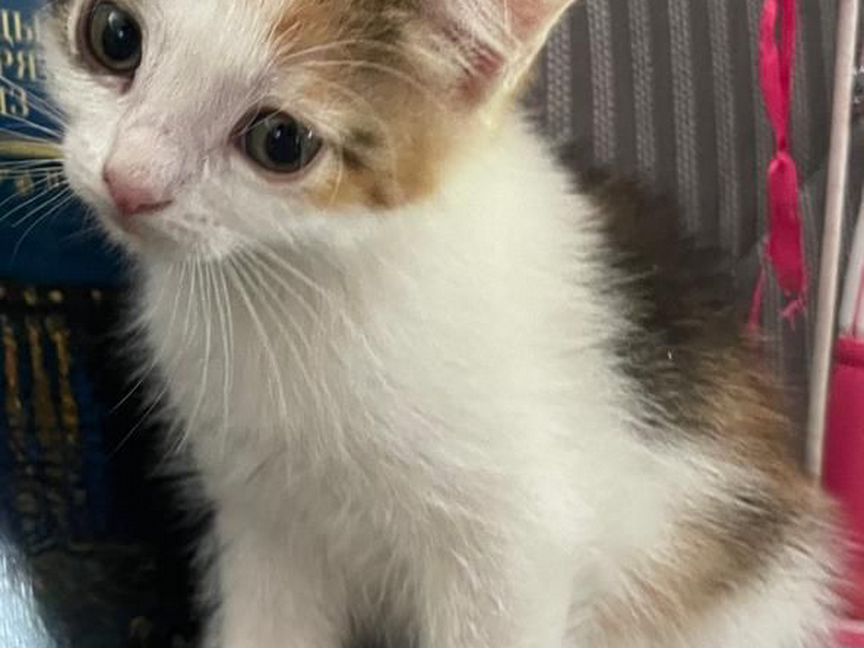 Котятенок в добрые руки
