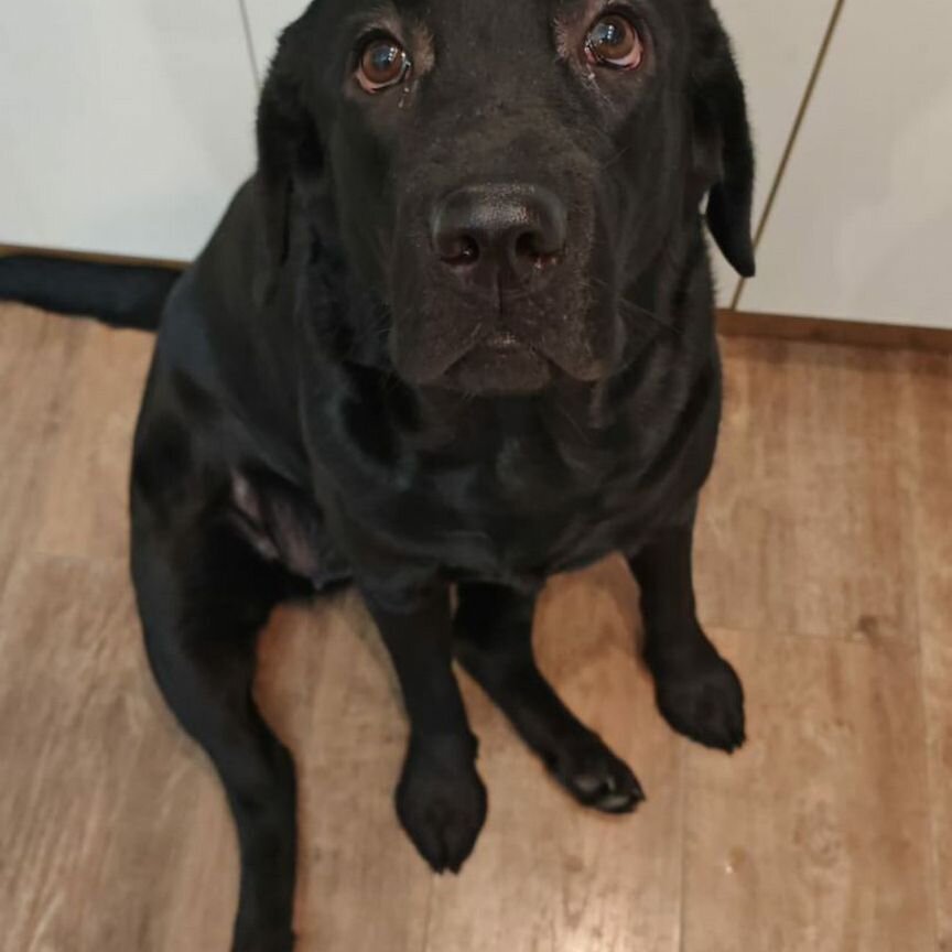 Отдам собаку в добрые руки