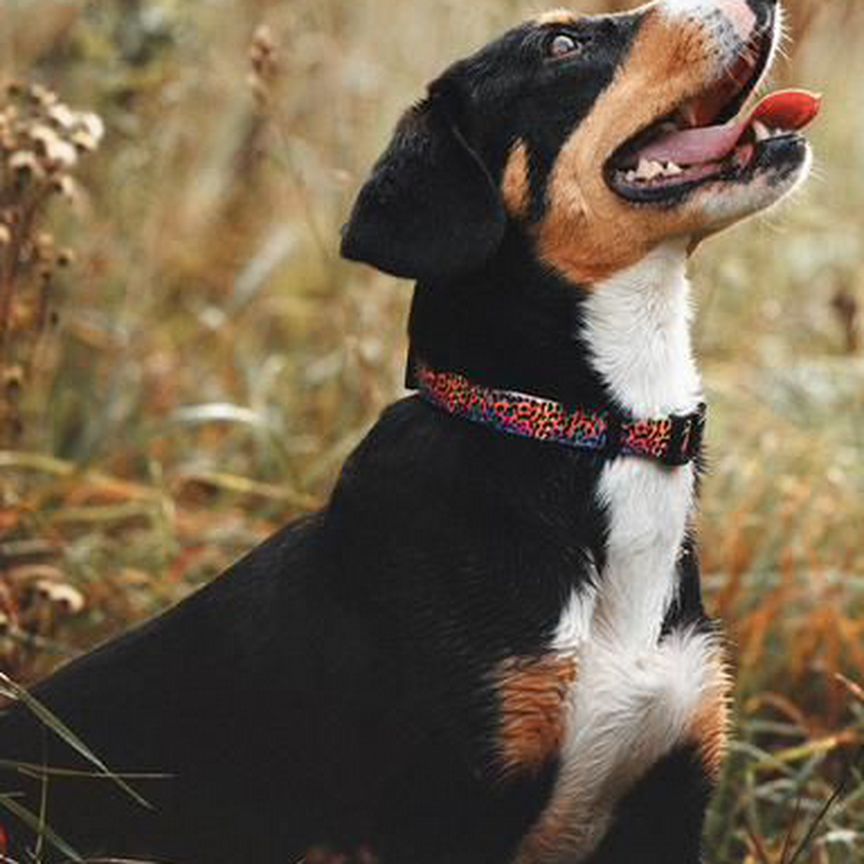 Энтлебухер зенненхунд, щенок