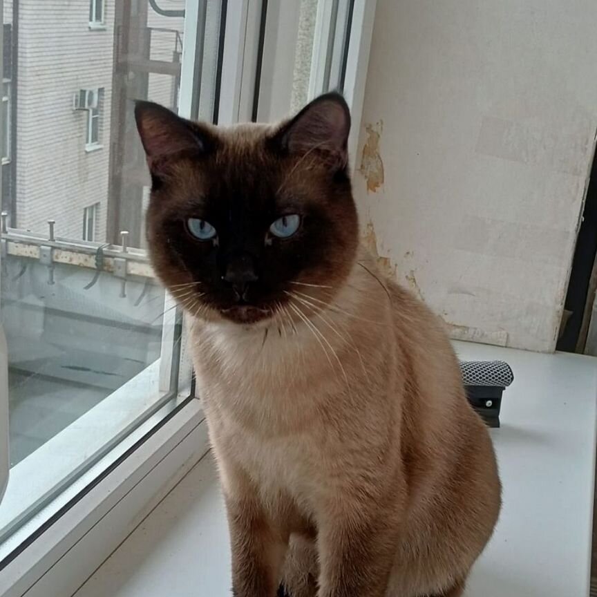 Отдам кота в добрые руки бесплатно