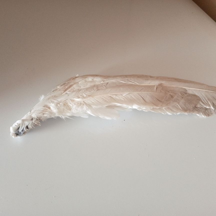 Гусиное крыло