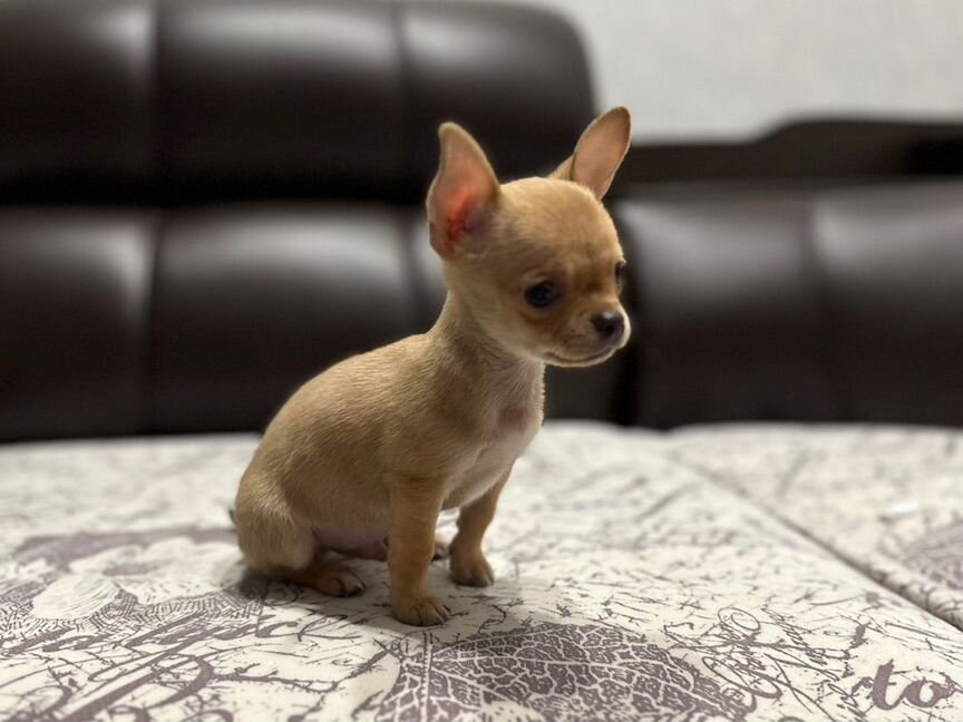 Щенок чихуахуа мини