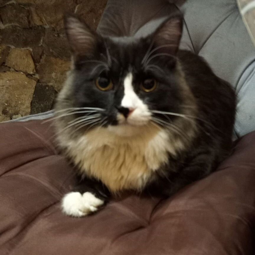 Кот