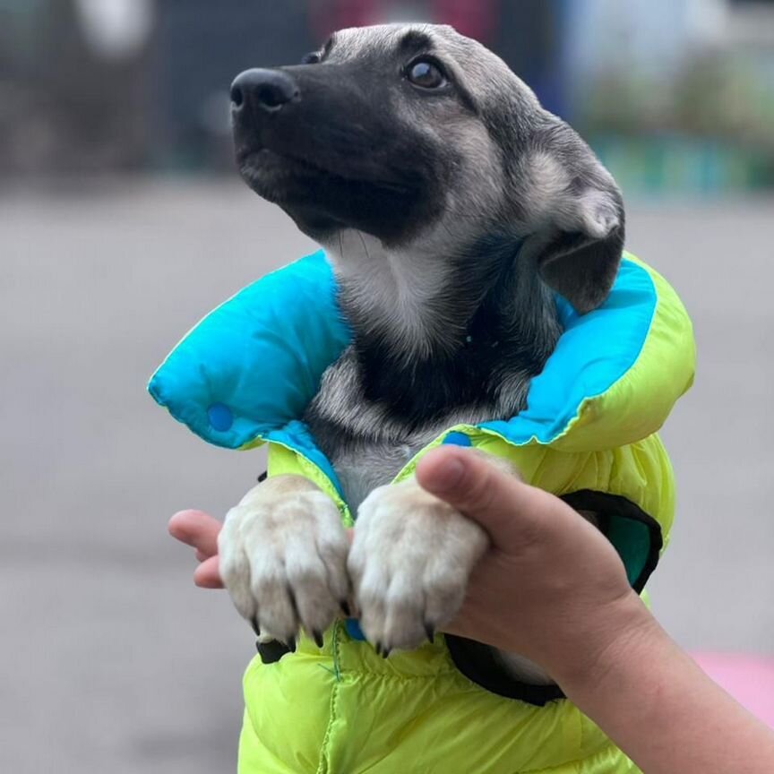 Щеночек Сева. Приют Некрасовка. В дар