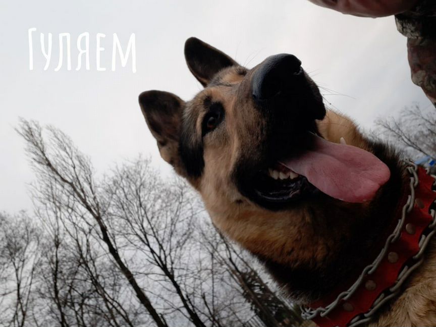 Вязка собак восточно европейская