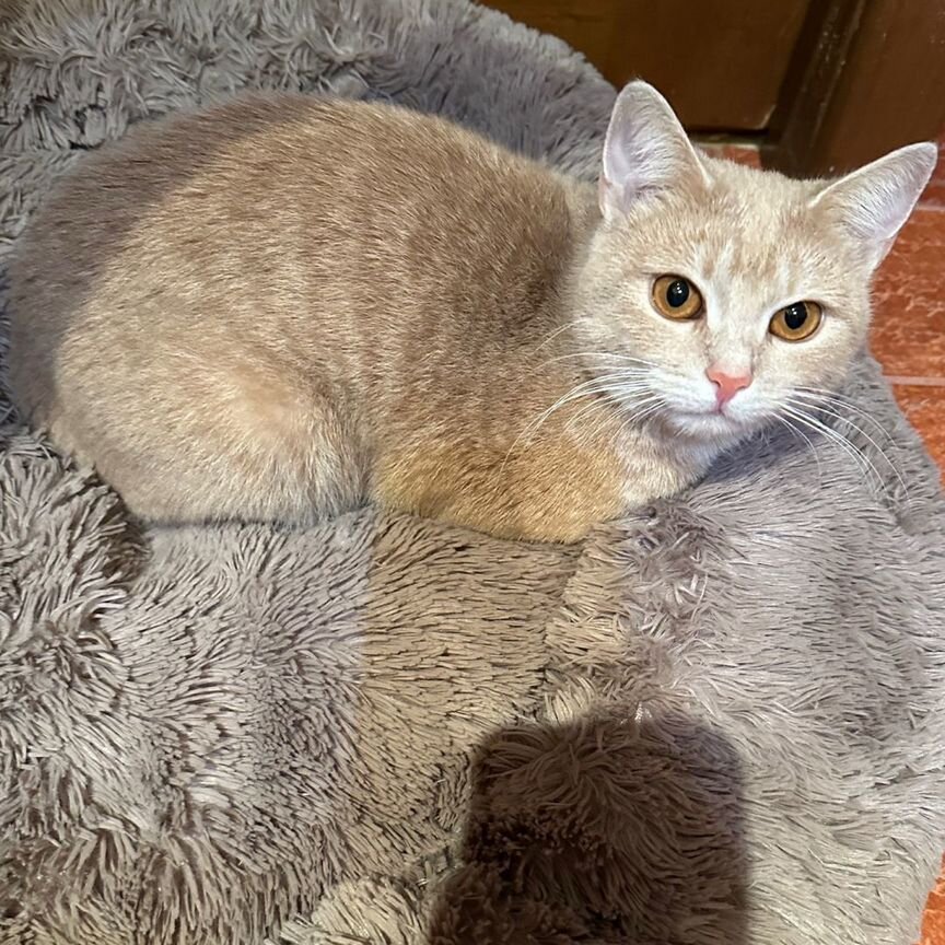 Кошечка Адалин ищет семью