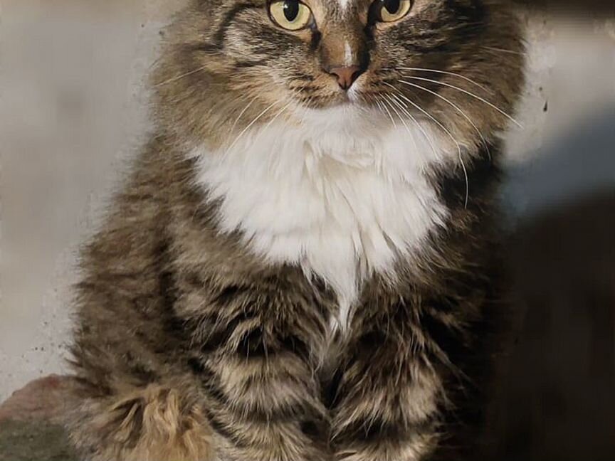 Кошечка мурлыка