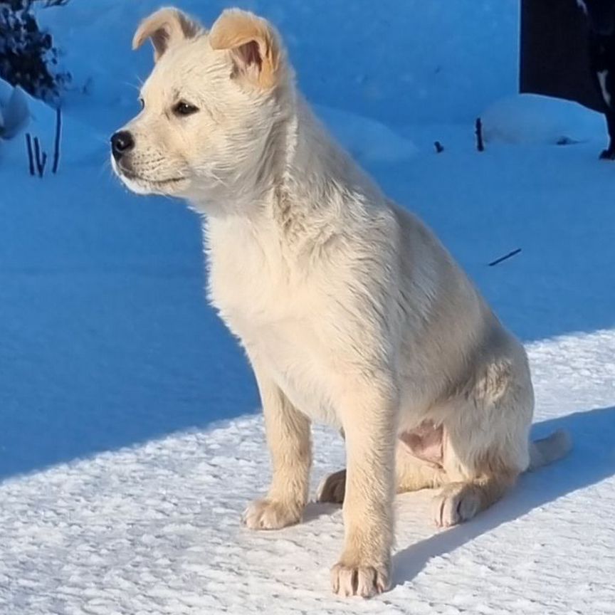 Щенок в добрые руки