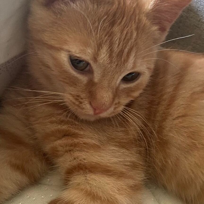 Отдадим кота в добрые руки