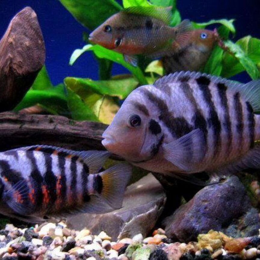 Аквариумные рыбки