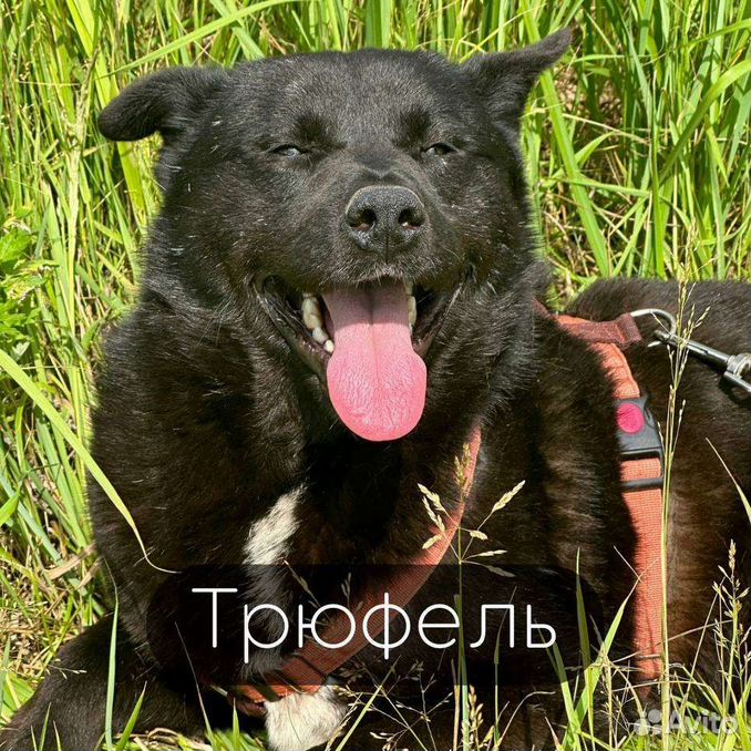 Маленький Трюфель в поисках дома
