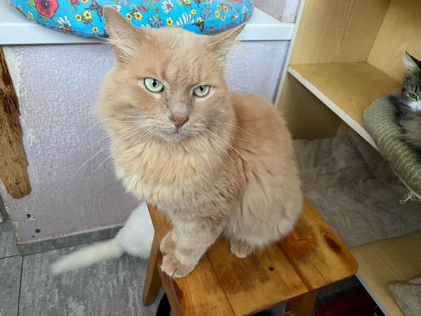 Шикарный котик с глазами оливкового цвета