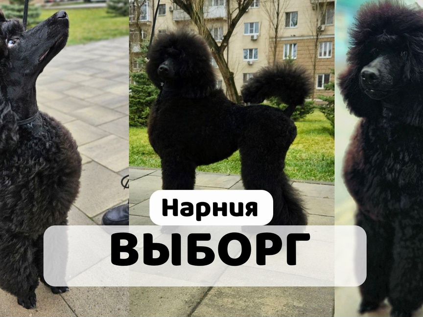 Большой Королевский пудель Выборг