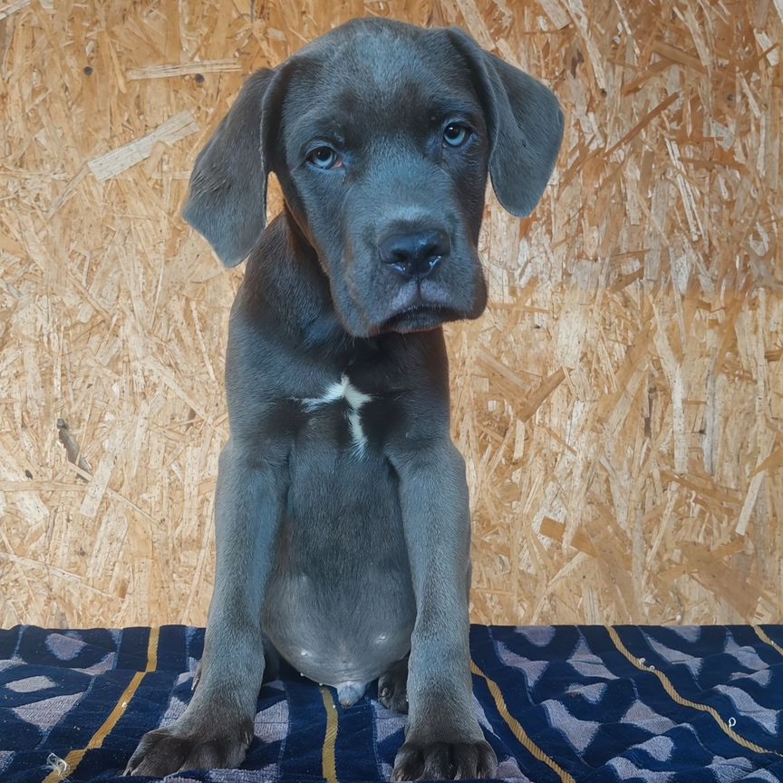 Кане-корсо, щенок