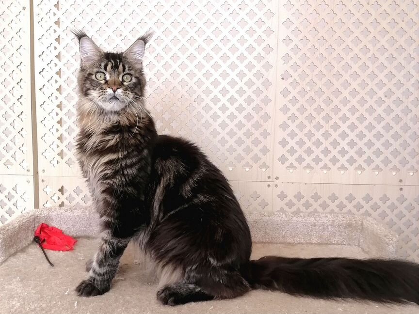 Котята мейн-кун