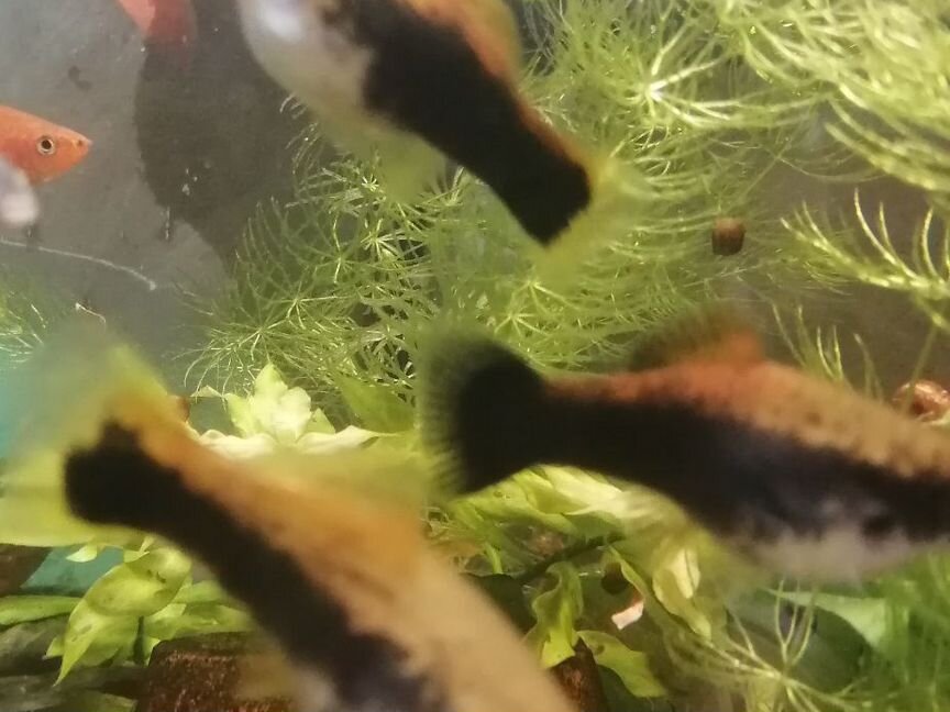 Меченосцы кубинские