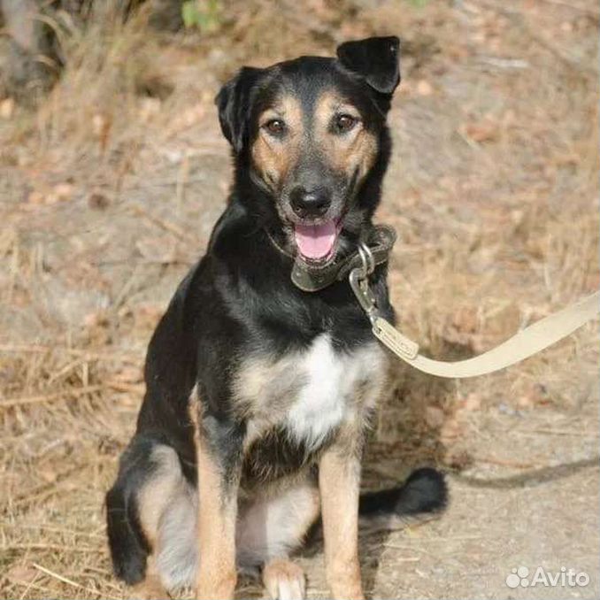 Гретта. Собака для души