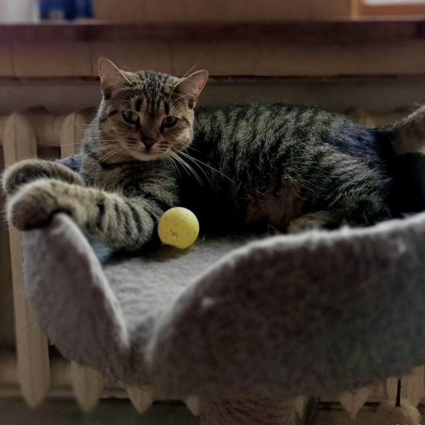 Взрослая кошка в добрые руки