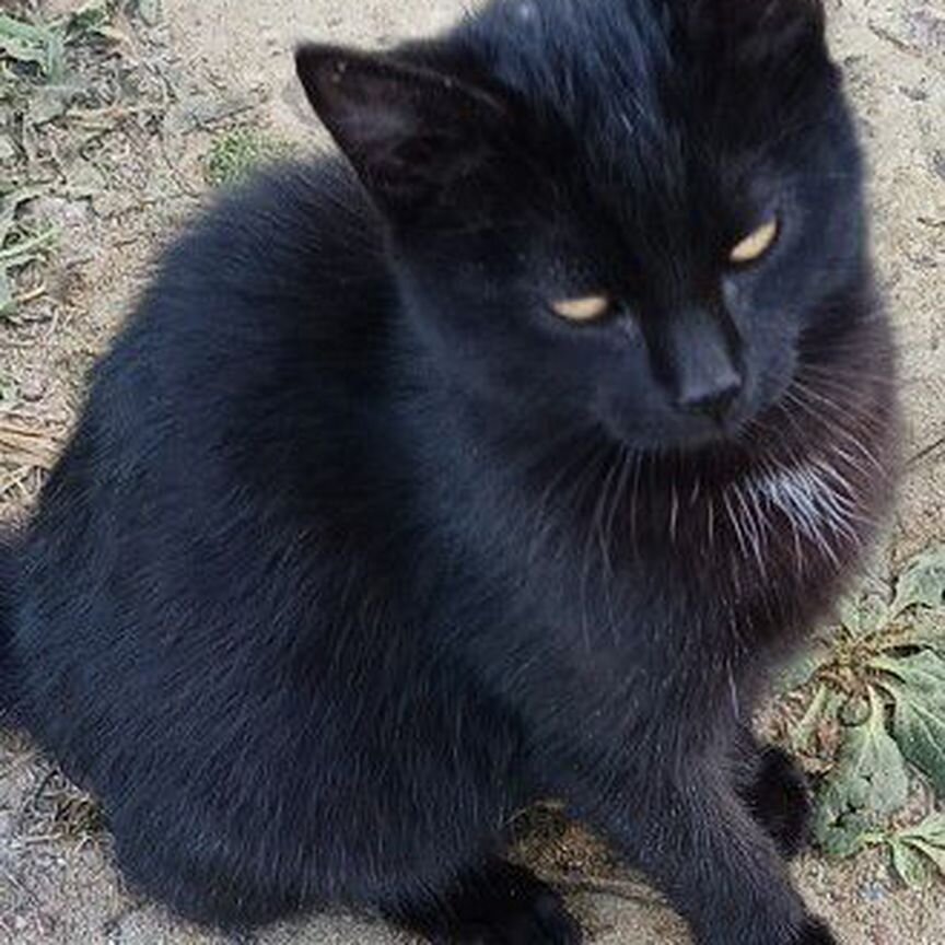 Мышеловка кошка