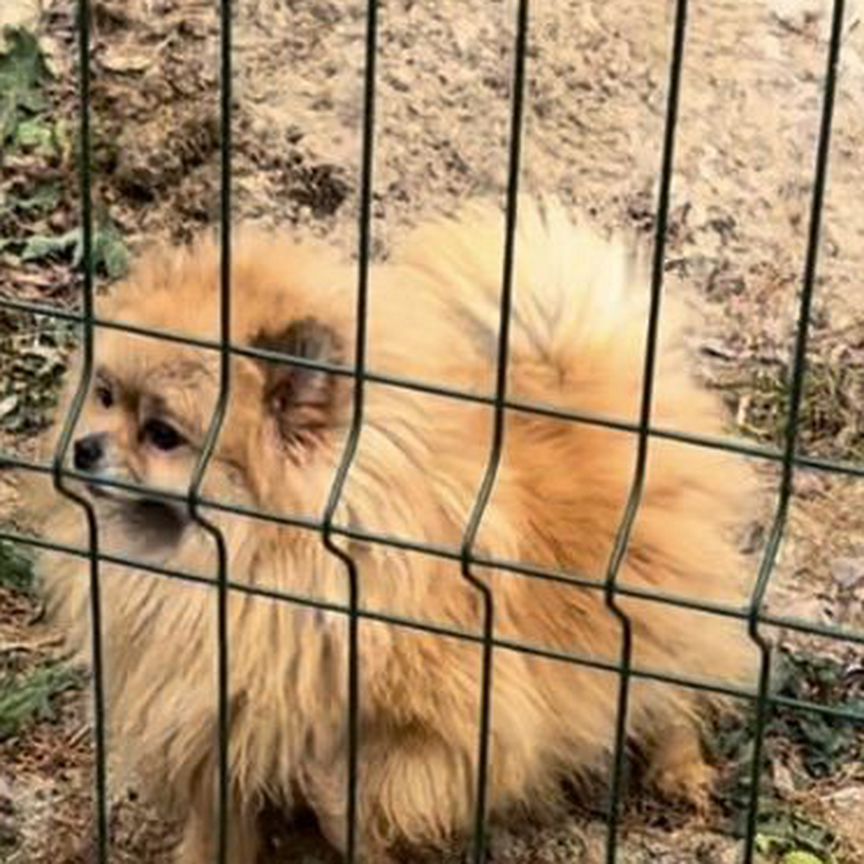 Померанский шпиц, взрослая собака