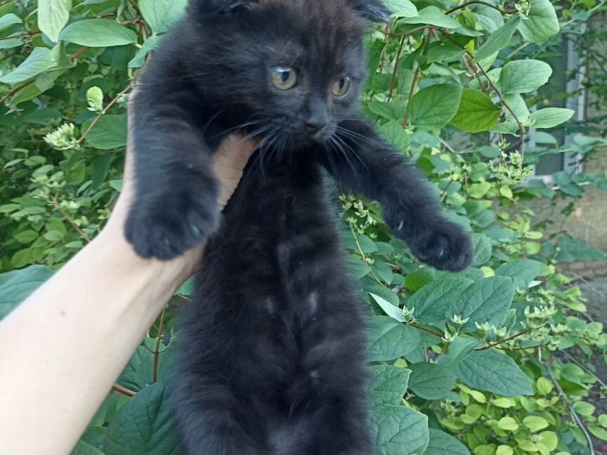 Отдам в добрые руки вислоухих котят