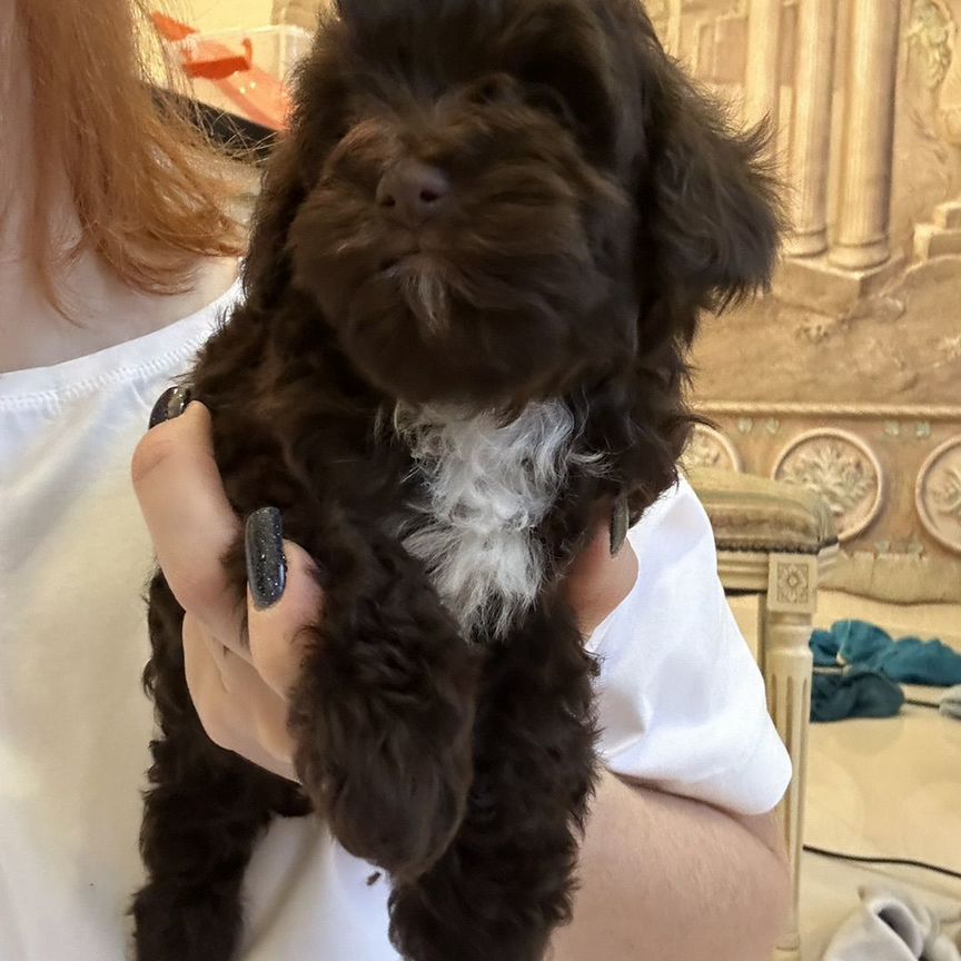 Мальтипу, щенок