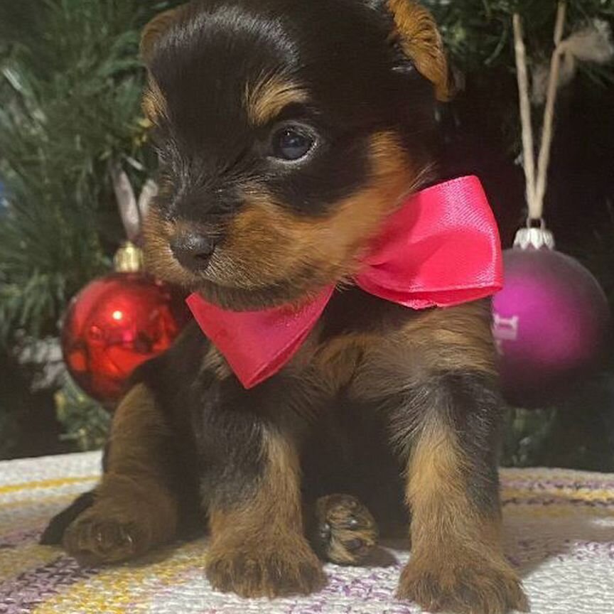 Йоркширский терьер, щенок