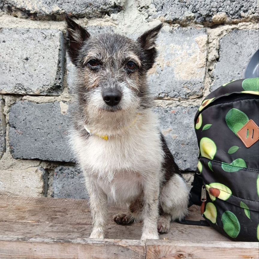 Отдам в добрые руки пса