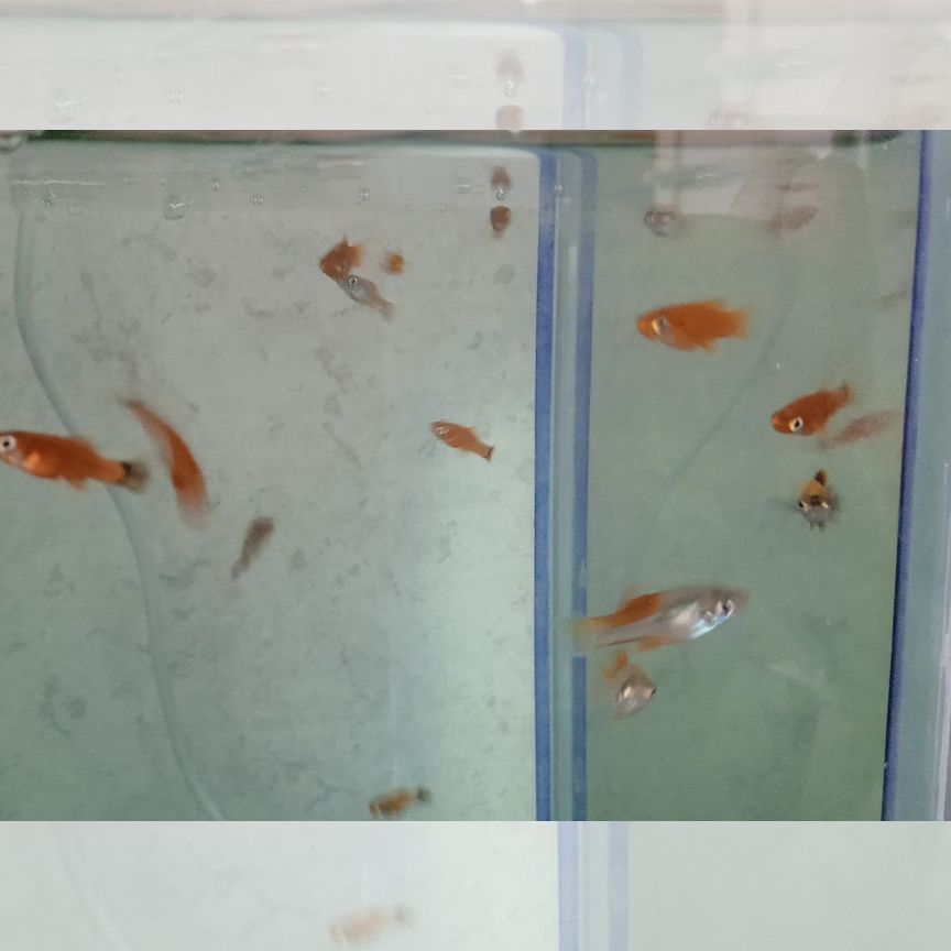 Аквариумные рыбки меченосцы