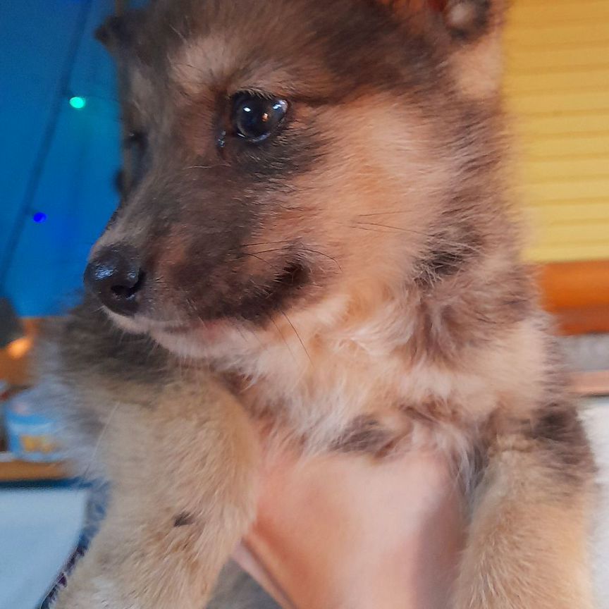 Щенок в добрые руки девочка