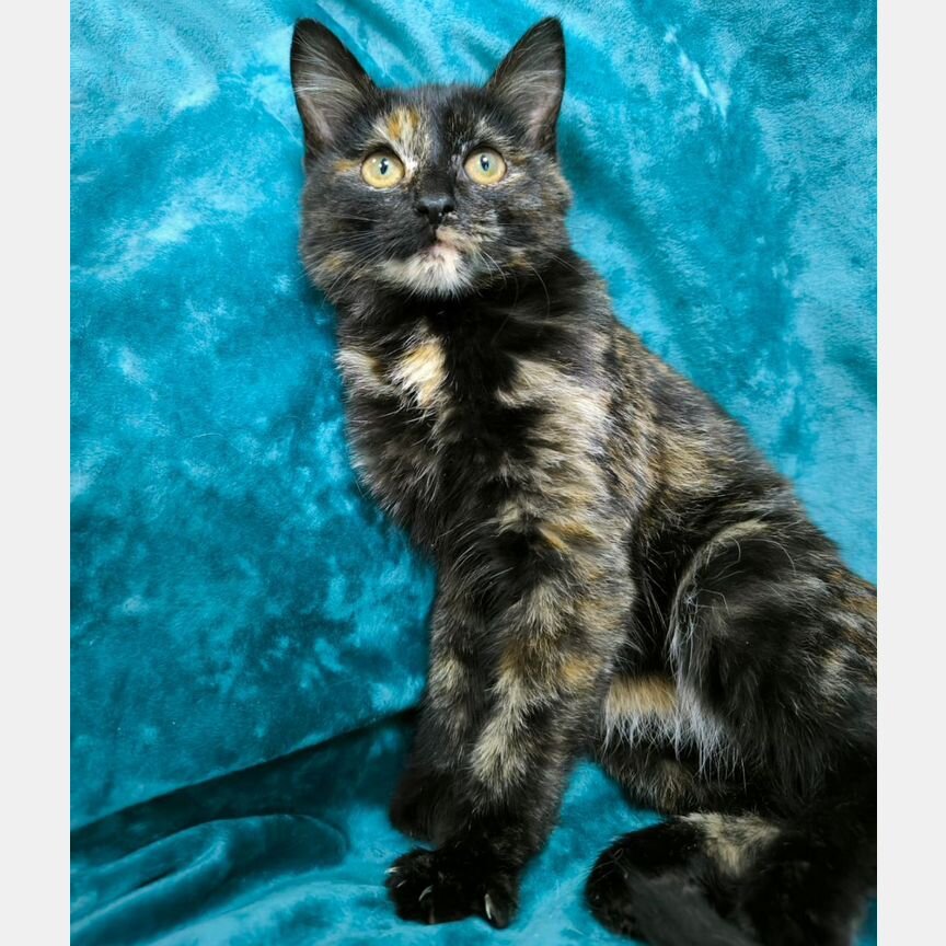 Котенок