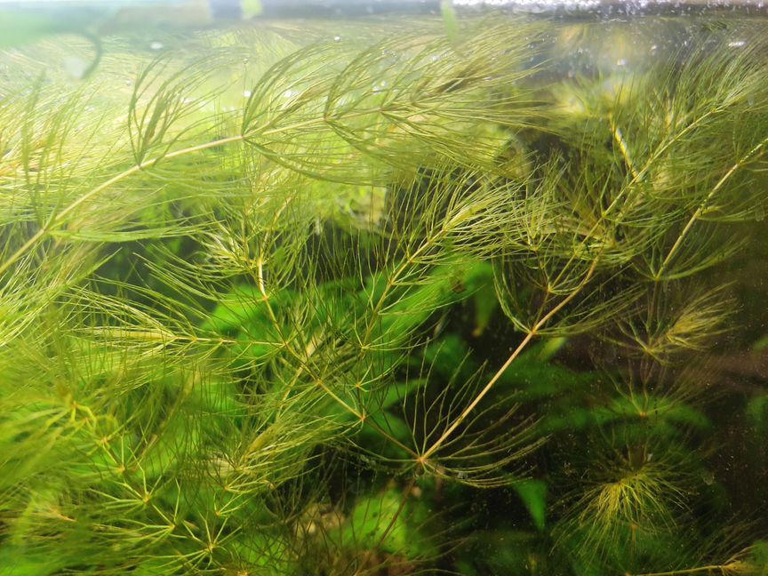 Роголистник в аквариум