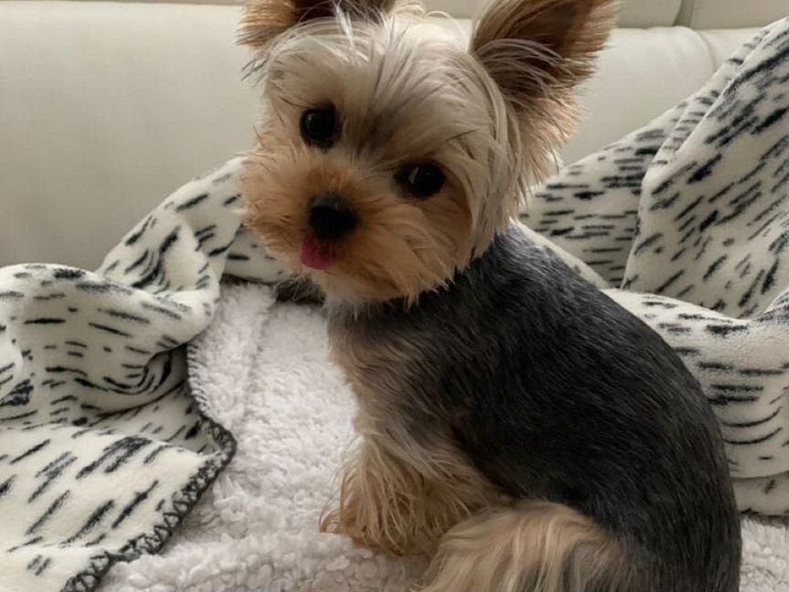 Шикарный малыш Мини Йорк