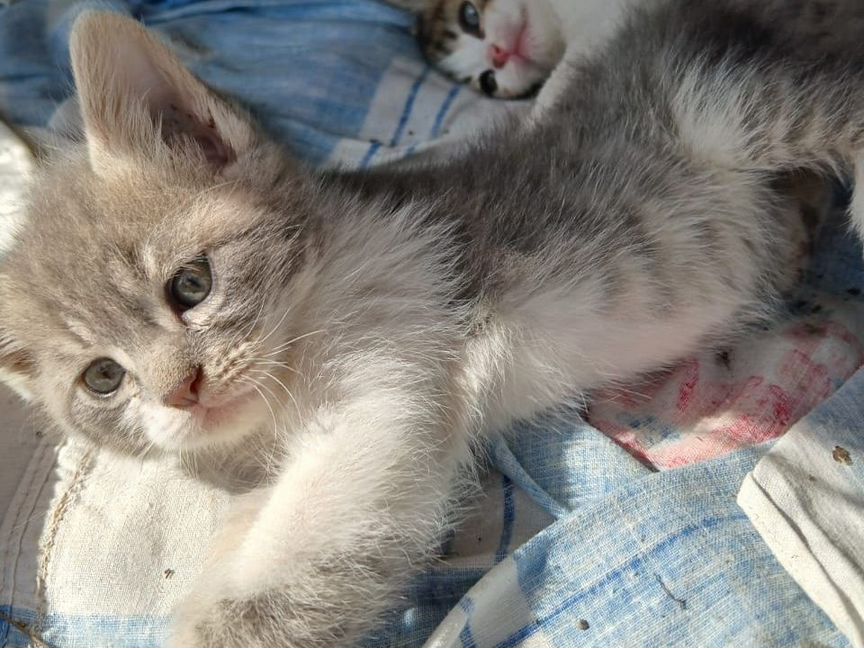 Котик мальчик 1.5 мес