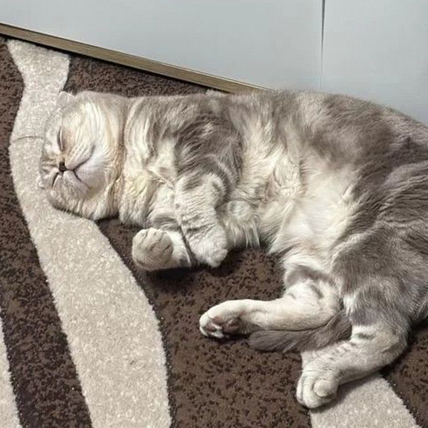 Шотландский вислоухий длинношёрстный, взрослый кот